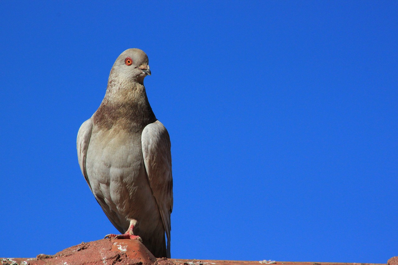 Pigeon Bird Nature - Free photo on Pixabay