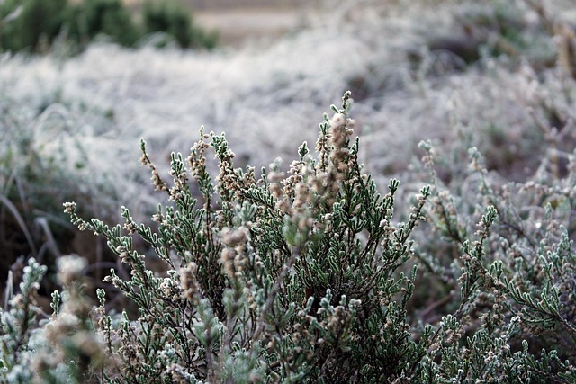 Plant Nature Outdoor - Free photo on Pixabay
