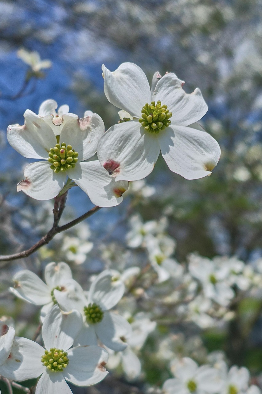 Dogwood Bloom Árvore - Foto gratuita no Pixabay - Pixabay