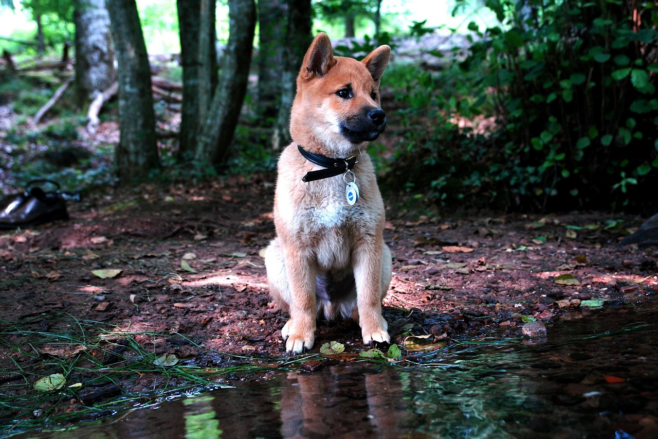 100+ Free Shiba Inu & Shiba Images - Pixabay