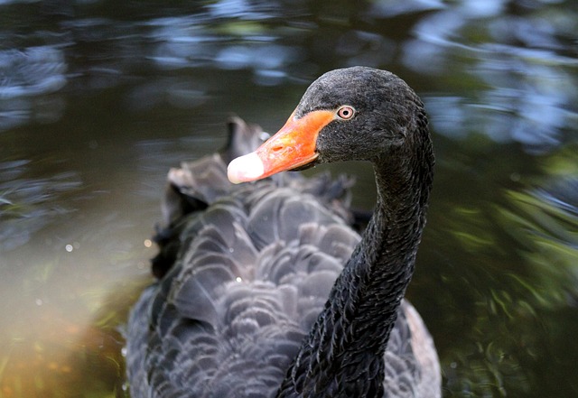 Angsa Hitam Swan Burung Cygnus - Foto gratis di Pixabay - Pixabay