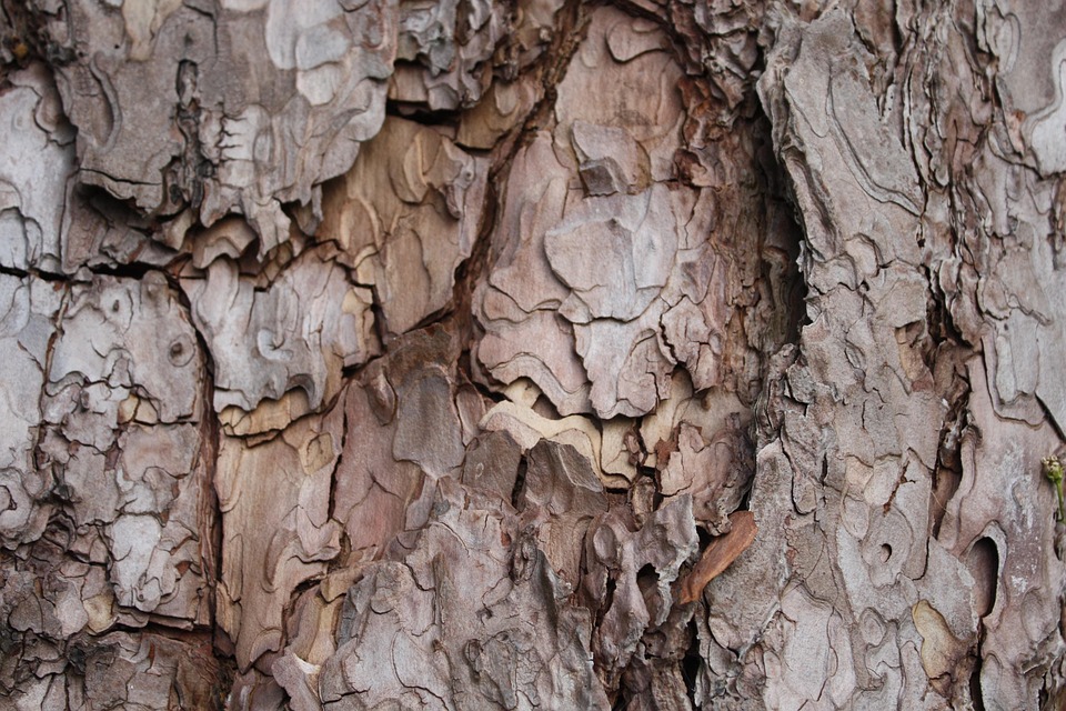 Holz Baum Natur - Kostenloses Foto auf Pixabay