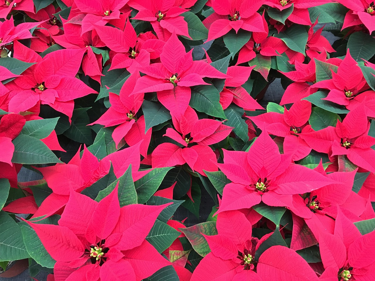 Bintang Natal Bunga Hari - Foto gratis di Pixabay - Pixabay