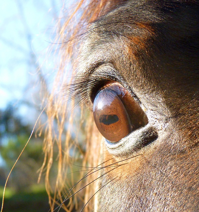 Cheval Pur Sang Arabe Horse - Photo gratuite sur Pixabay