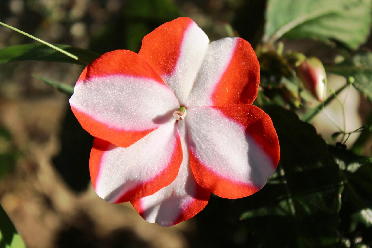 400,000+ Free Impatiens Flowers & Flower Images - Pixabay