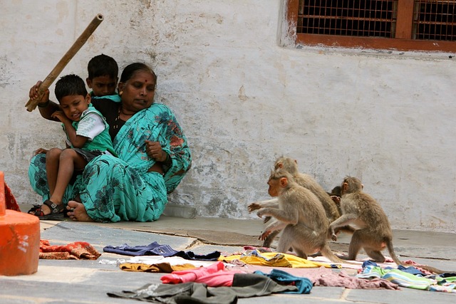 India Familia Monos - Foto gratis en Pixabay