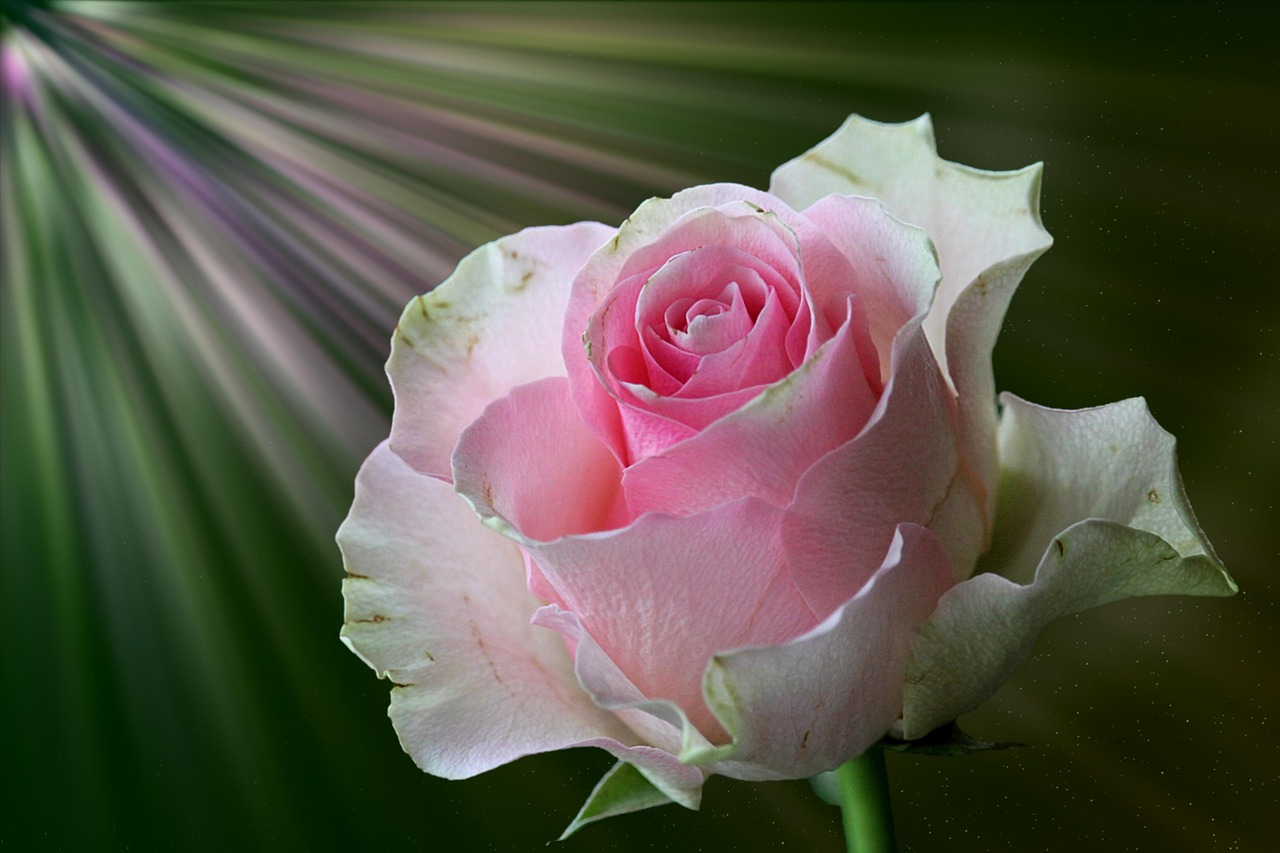 Rose Noble Blossom - Free photo on Pixabay - Pixabay