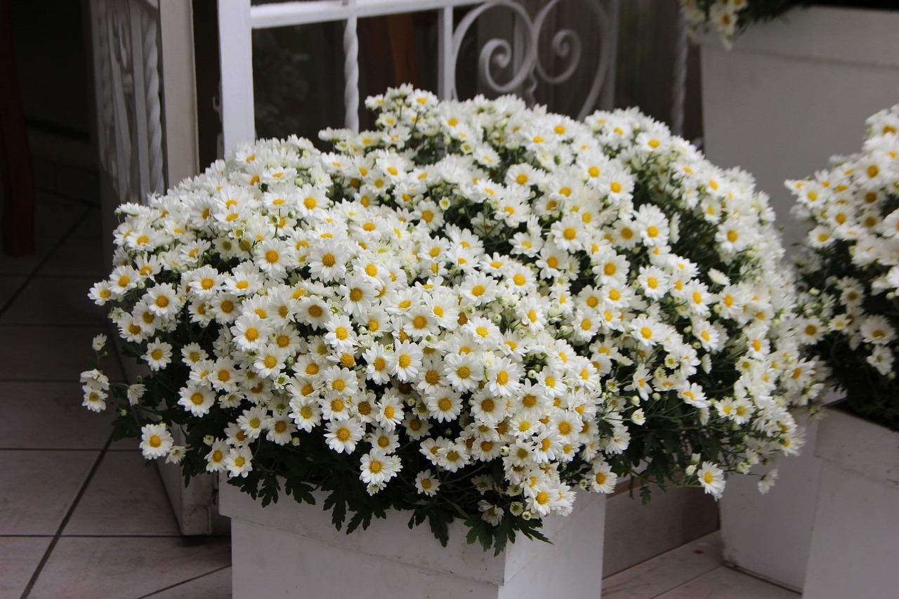 Floral Arrangement White Flowers - Free photo on Pixabay