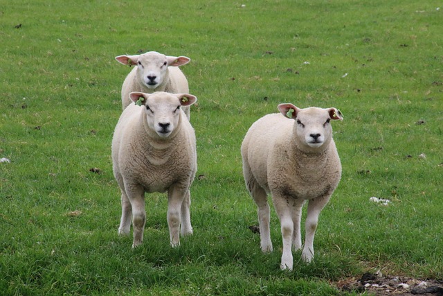Texel Oveja Cordero - Foto gratis en Pixabay