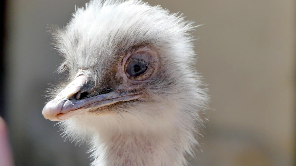 Struzzo Zoo - Foto gratis su Pixabay - Pixabay