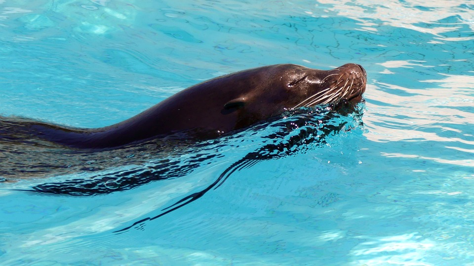 Zoo Animals Sea - Free photo on Pixabay - Pixabay