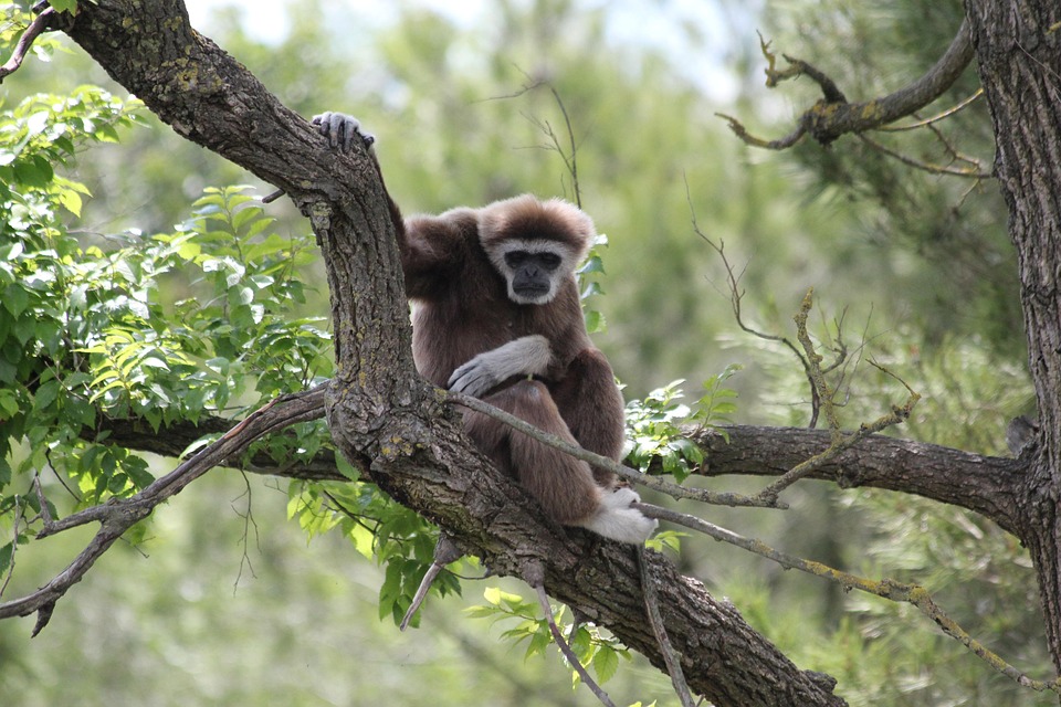 Jungle Arbre Le Singe - Photo gratuite sur Pixabay - Pixabay