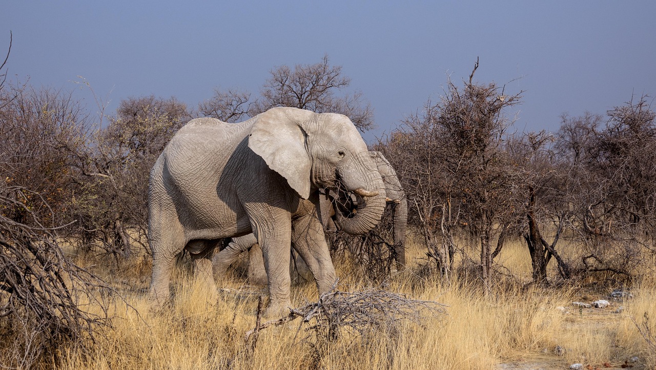 Elephant Botswana Safari - Free photo on Pixabay - Pixabay