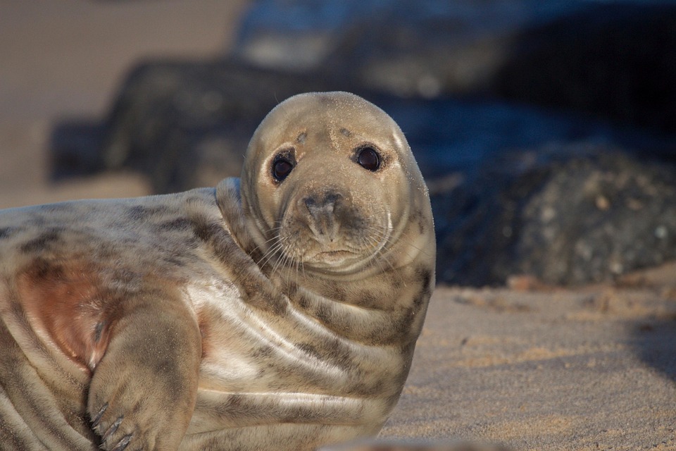 Seal Beach Nature - Free photo on Pixabay - Pixabay