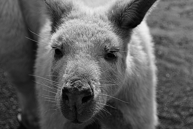Kangourou Nature Australie Le - Photo gratuite sur Pixabay - Pixabay