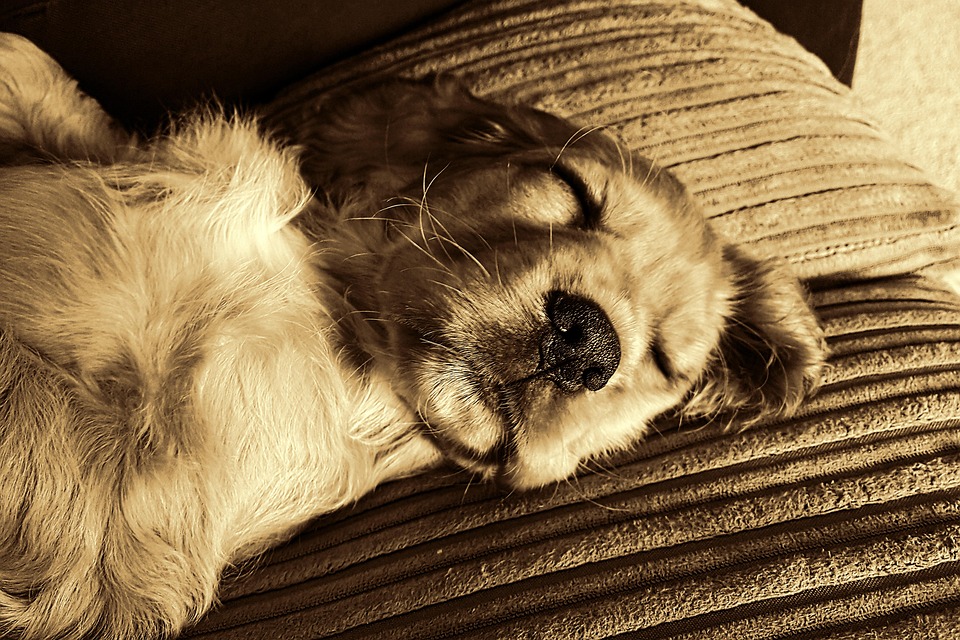Cachorro Animal Doméstico Retrato - Foto gratuita no Pixabay