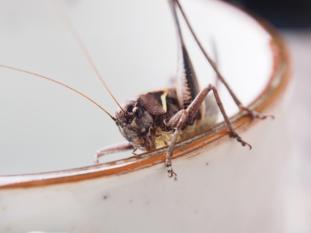 Saltamontes Insecto Macro - Foto gratis en Pixabay - Pixabay