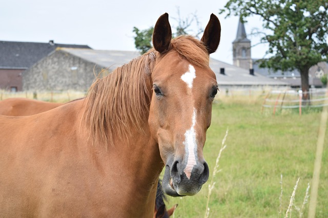 Caballo Naturaleza - Foto gratis en Pixabay - Pixabay