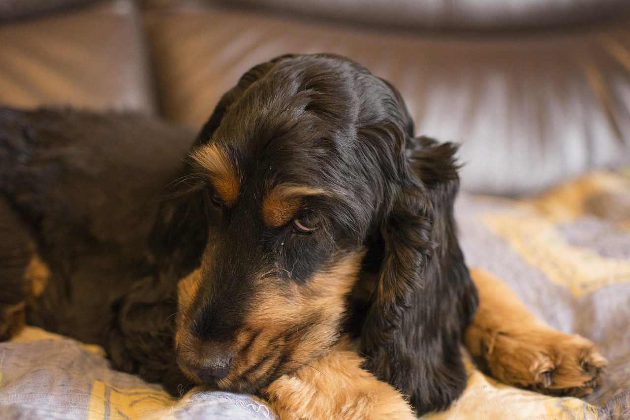 Cocker Spaniel Black And Tan Puppies