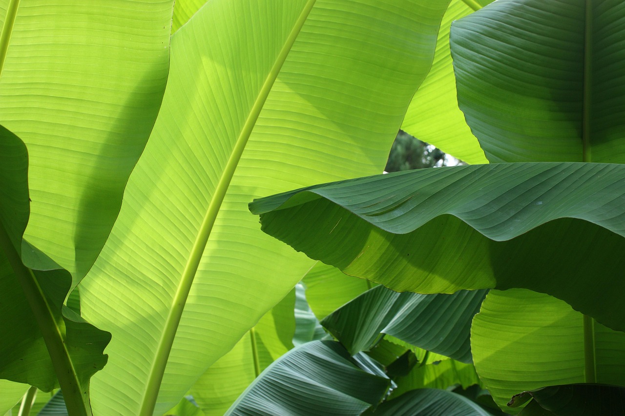 100+ kostenlose Bananenstaude und Bananenpflanze-Bilder - Pixabay