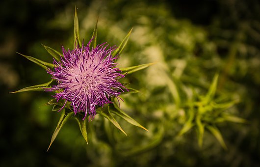 50+ Free Spike Weed & Weed Photos - Pixabay