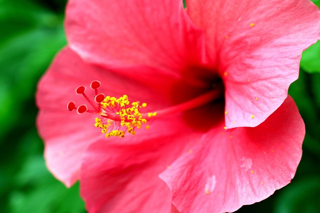 Bunga Merah Jambu Kuning - Foto gratis di Pixabay - Pixabay