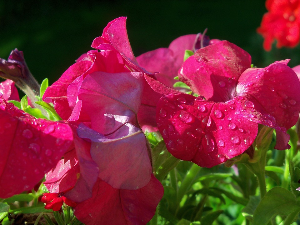 Petunia Flower Plant Close - Free photo on Pixabay