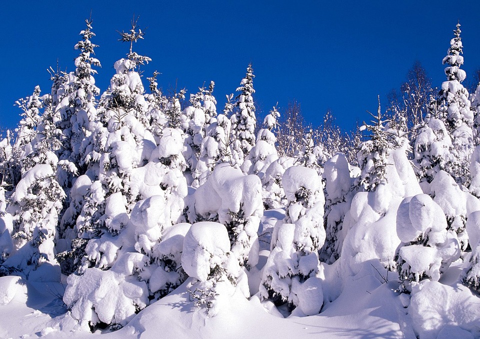 Schnee Kalt Winter - Kostenloses Foto auf Pixabay