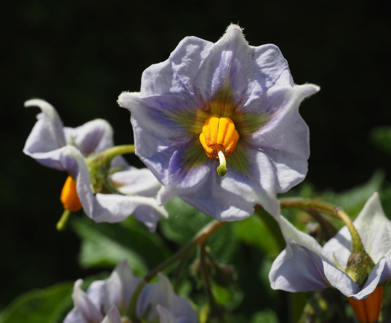 Potato Blossom - Free photo on Pixabay