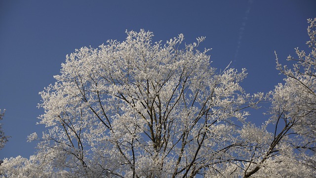 Copa De Árbol Cielo Azul - Foto gratis en Pixabay - Pixabay