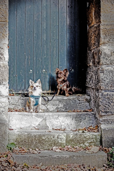 Dua Anjing Hewan Peliharaan Foto Gratis Di Pixabay Pixabay