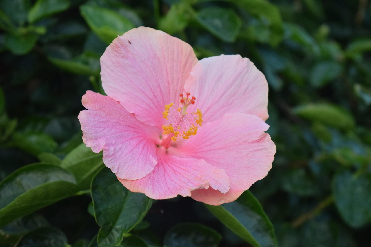 Bunga Merah Jambu Cukup - Foto gratis di Pixabay - Pixabay