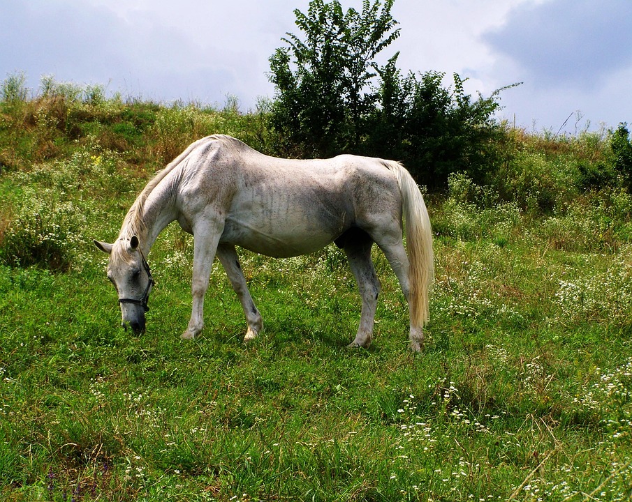 Cheval Ongulé Animal De - Photo gratuite sur Pixabay - Pixabay