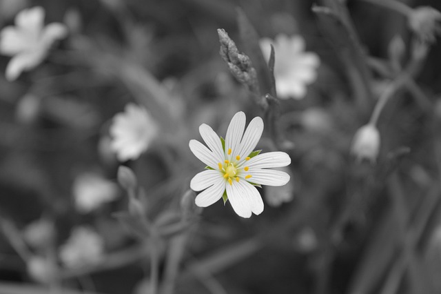 Nature Daisy Flower White - Free photo on Pixabay - Pixabay