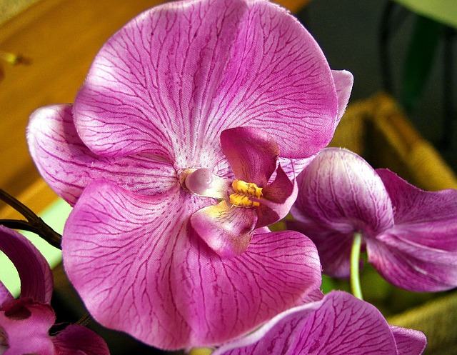 Bunga Magenta Anggrek Merapatkan - Foto gratis di Pixabay - Pixabay