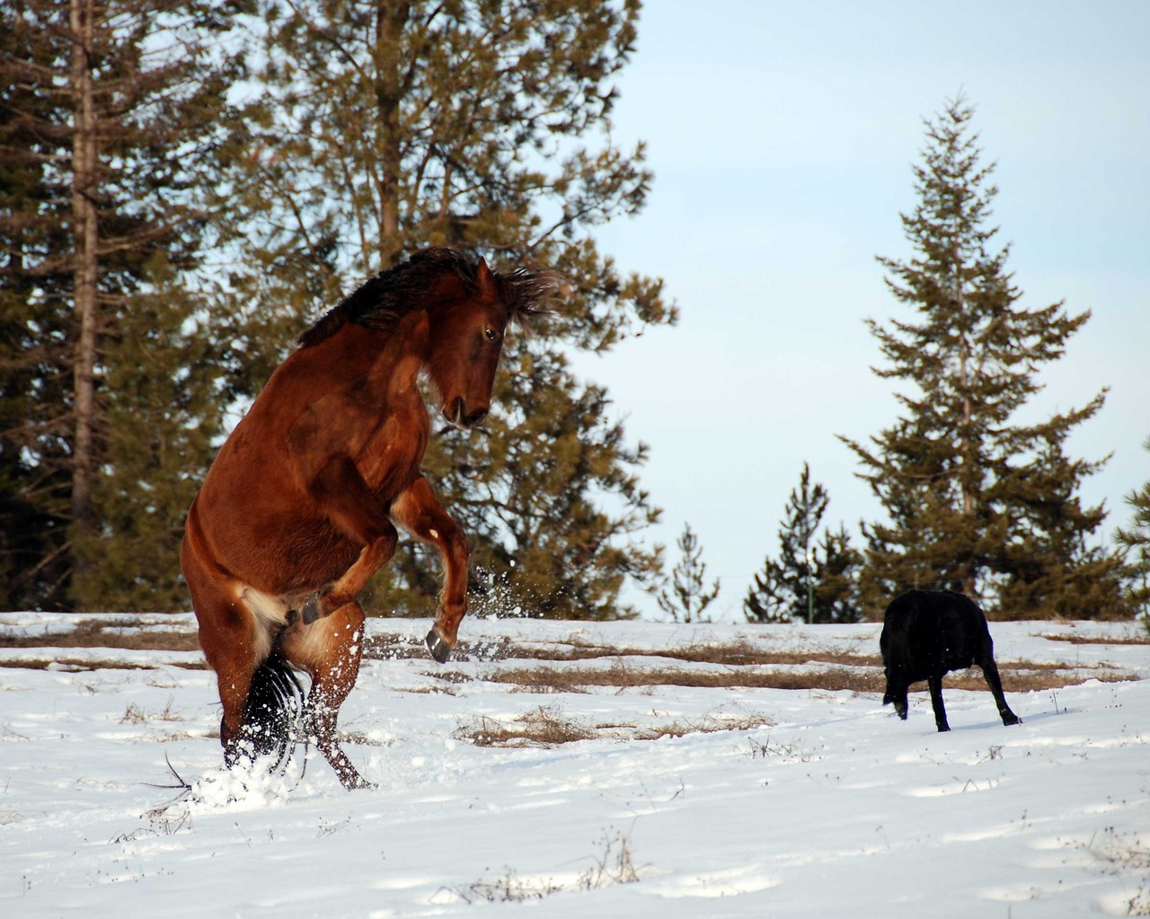 Horse Rearing Equine - Free photo on Pixabay - Pixabay
