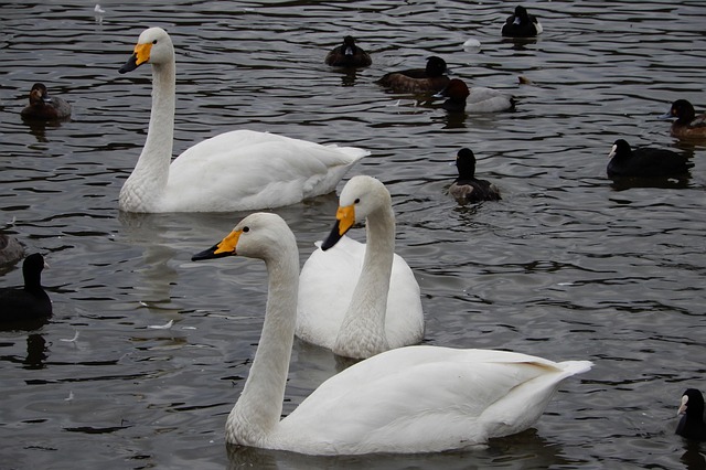 Animal Cisne Aves Acuáticas - Foto gratis en Pixabay - Pixabay