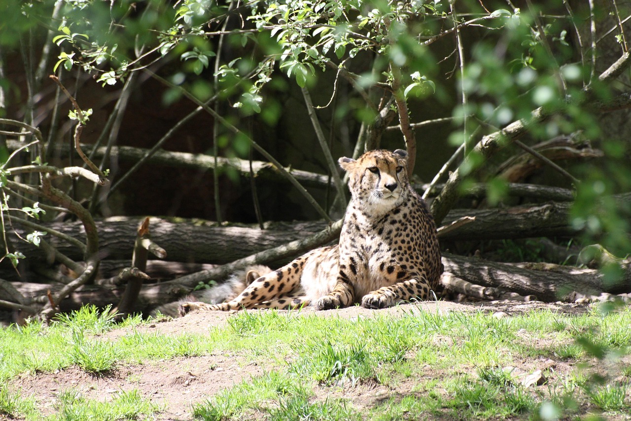 Lepard Animals Predator - Free photo on Pixabay - Pixabay