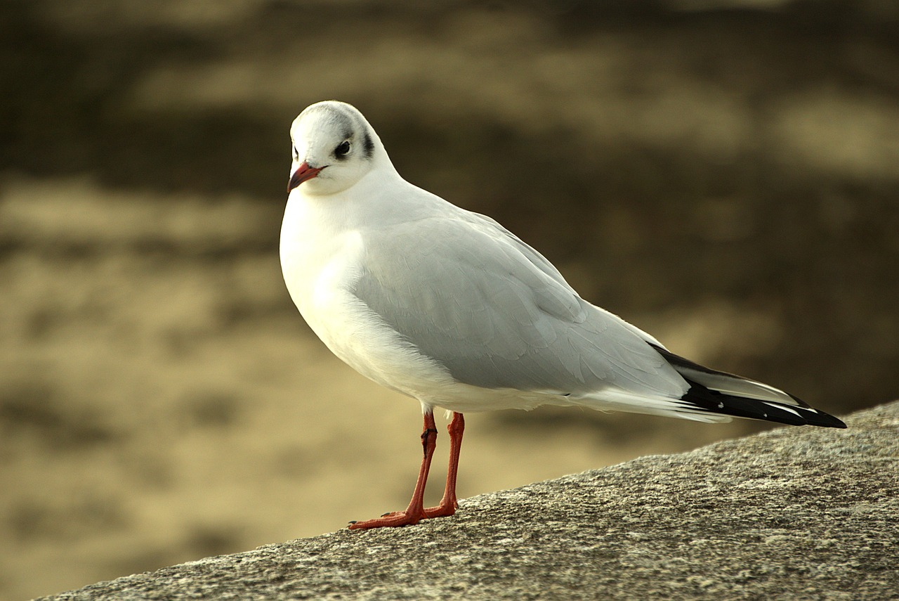 Gaviota Riendo Mar - Foto gratis en Pixabay - Pixabay