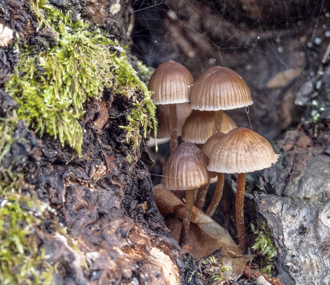 Cogumelos Natureza Umidade - Foto gratuita no Pixabay - Pixabay