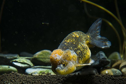 10 Jenis Ikan Maskoki Terpopuler di Indonesia