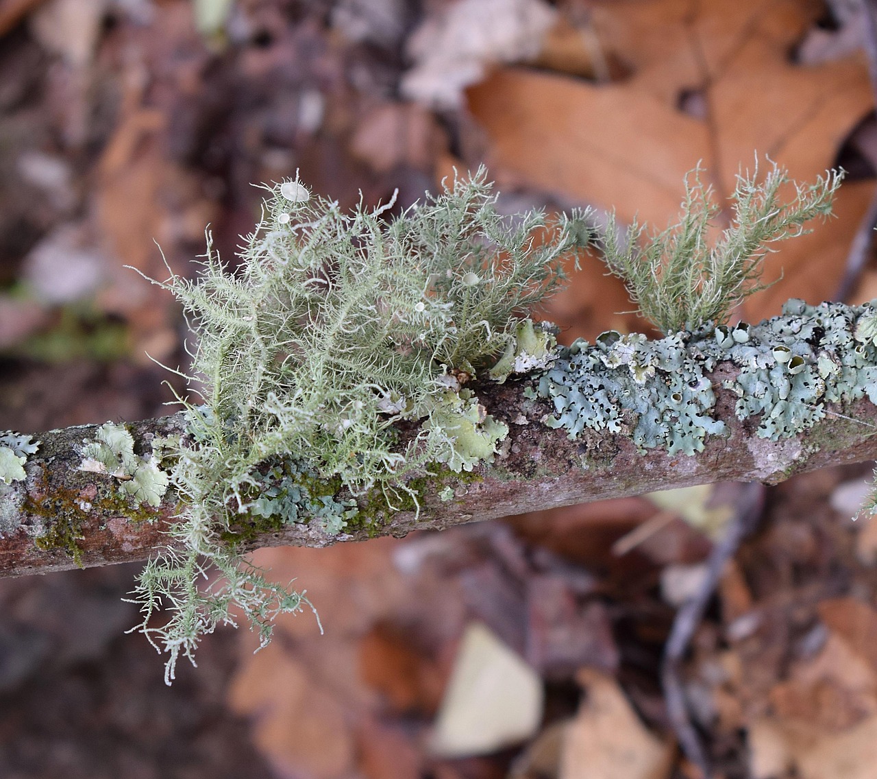 Lichens On Branch Lichen Symbiotic - Free photo on Pixabay - Pixabay