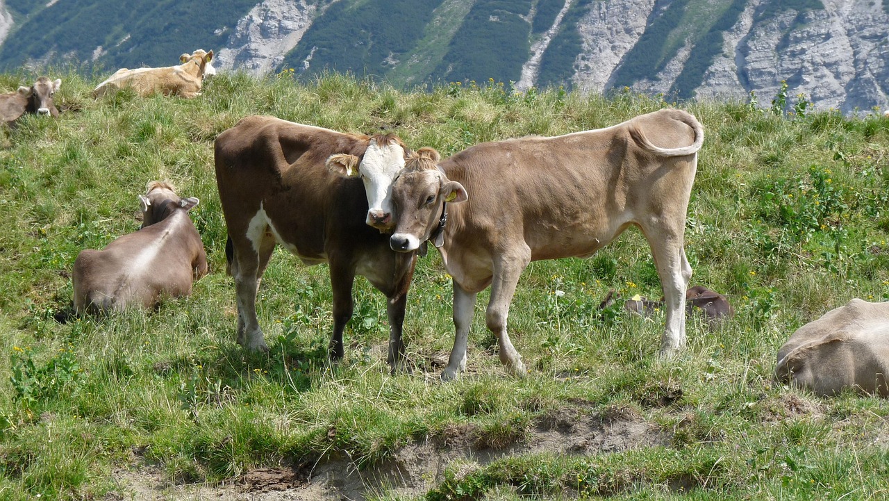 Allgäu Cow Cows - Free photo on Pixabay