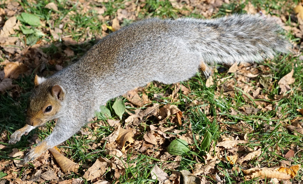 Squirrel Animal Park - Free photo on Pixabay