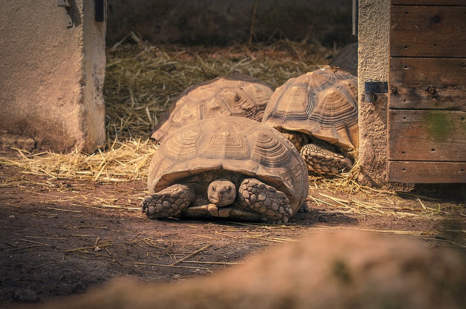 Tortuga Tanque Animal - Foto gratis en Pixabay - Pixabay