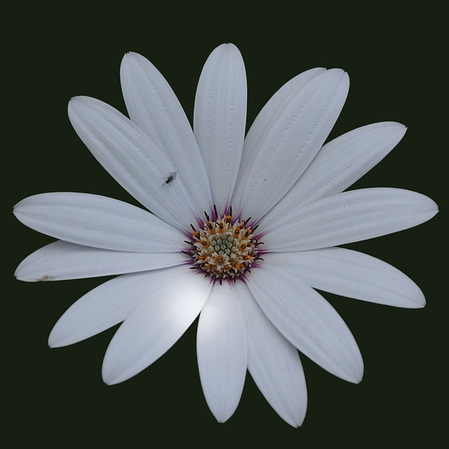 Magerite Blossom Bloom - Free photo on Pixabay - Pixabay