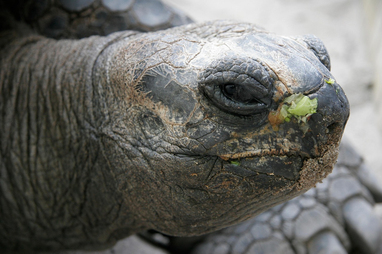 Animal Tortoise Tank - Free photo on Pixabay - Pixabay