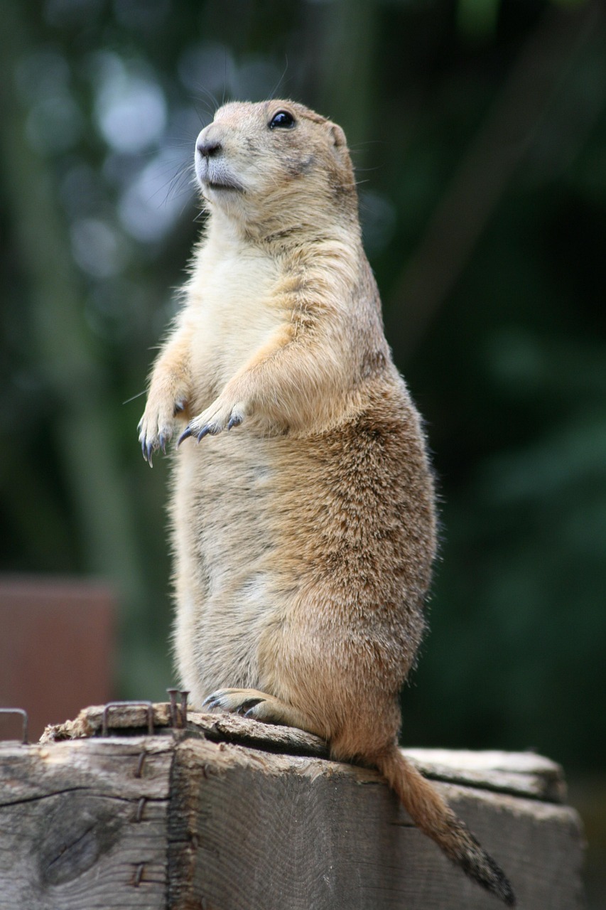 Prairie Dog Zoo Animal - Free photo on Pixabay