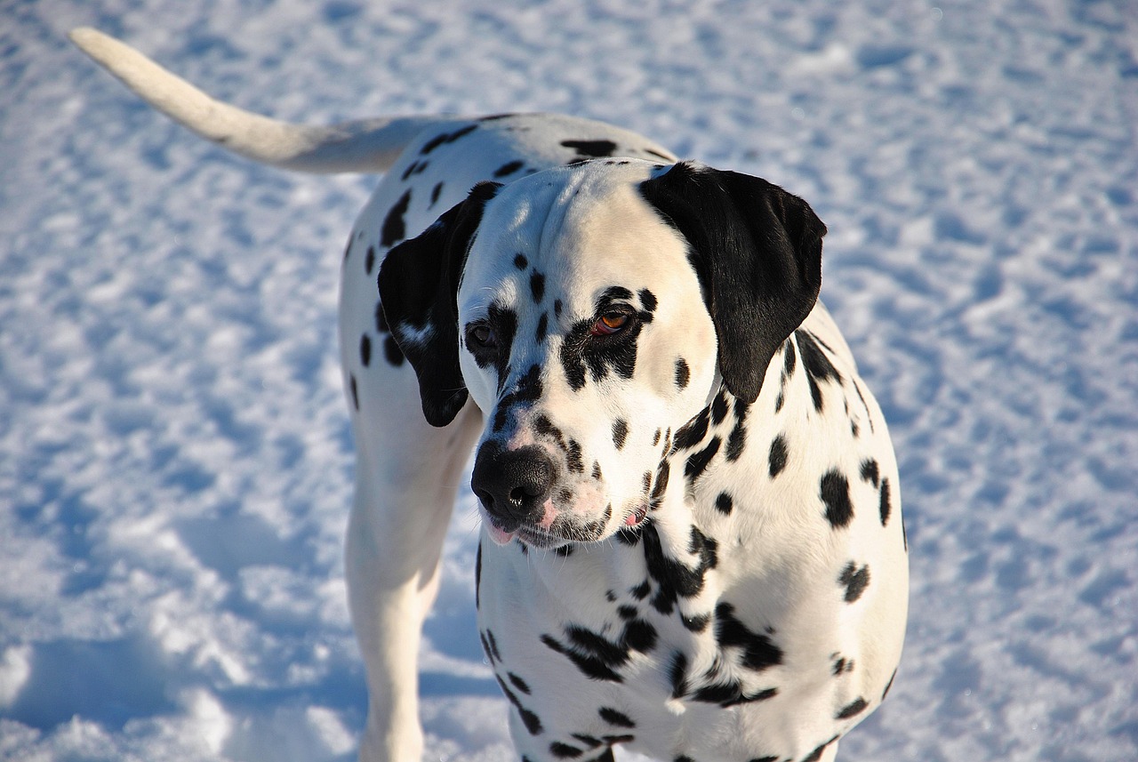 Animal De Compagnie Chien - Photo gratuite sur Pixabay - Pixabay