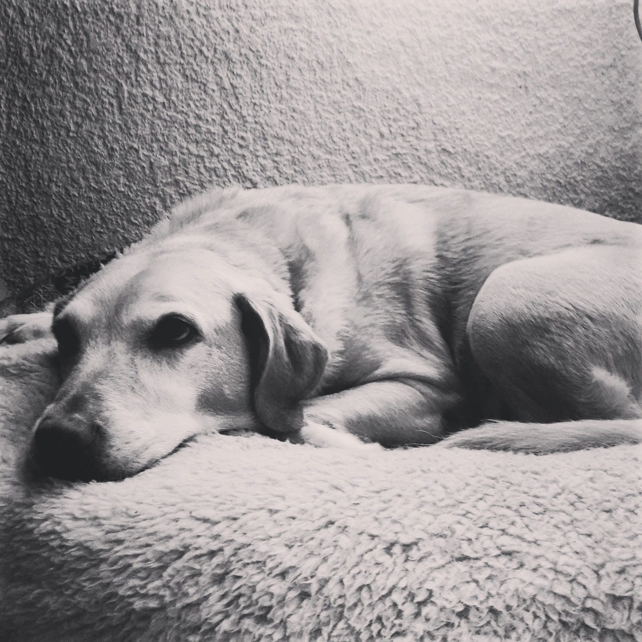 300+ Free Black Labrador & Labrador Images - Pixabay